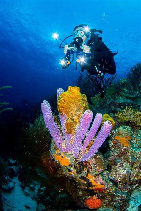 Buceo Orgbluewater Photography