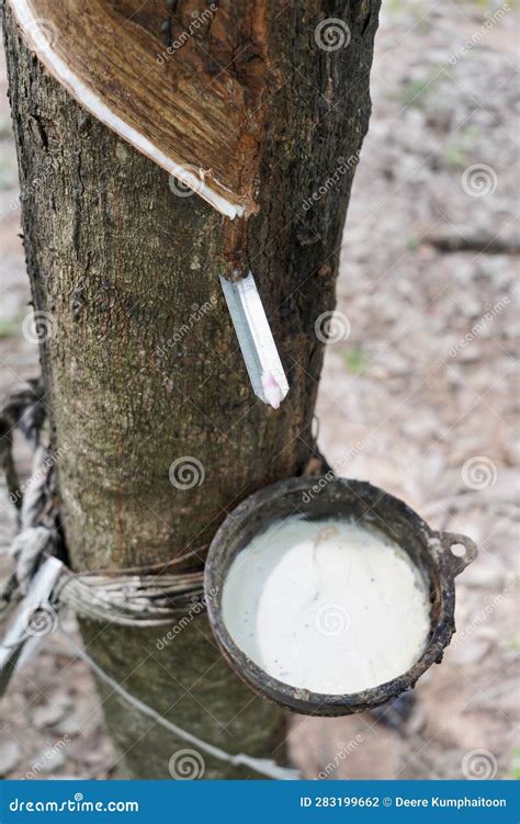 Rubber Tapping Tapping Latex Rubber Tree Rubber Latex Extracted From Rubber Tree Stock Photo