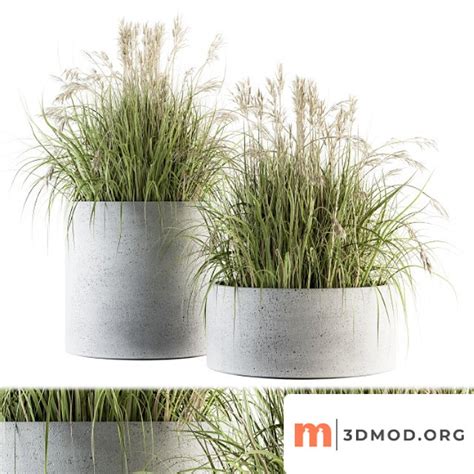 Indoor Plant Set 139 Indian Grass