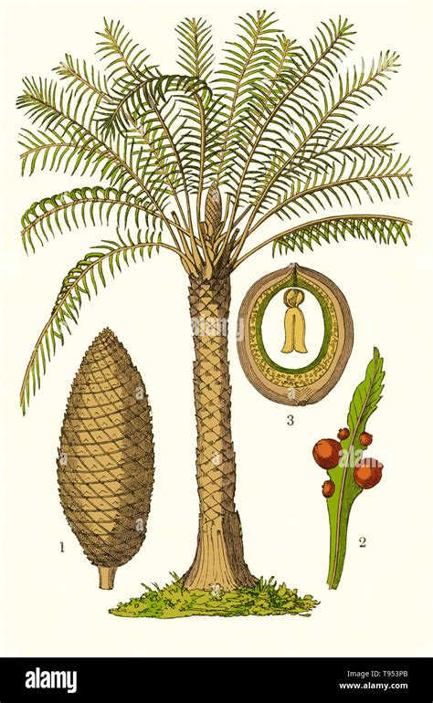 Cycas Diagram Labeled