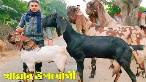 🐐🐐 শাহাদত ভাই এর খামার উপযোগী হাই ক্রস ছাগল কালেকশন দর দাম জেনেনিন 🐐🐐 শাহাদত ভাই এর খামার উপযোগী হাই ক্রস ছাগল কালেকশন দর দাম জেনেনিন