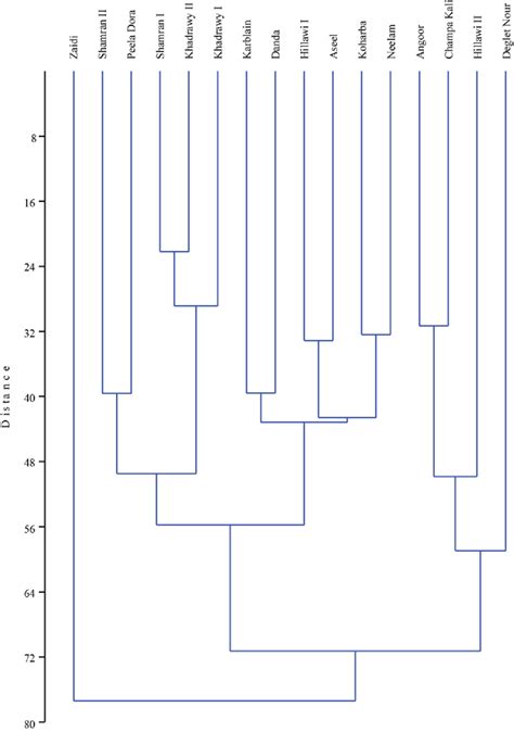 Dendrogram Of Hierarchical Clustering Of Date Palm Cultivars Based On