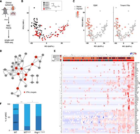 Single Cell Transcriptomics Reveals A Population Of Dormant Neural Stem Cells That Become