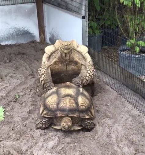 In Awe Of The Size Of These Sexual Beings Absolutes Units R AbsoluteUnits