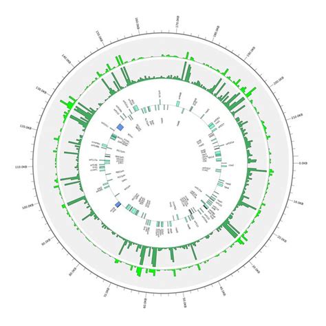 Genomic Distribution Of Basic Mtdna Variants In Our Sequenced Materials Download Scientific
