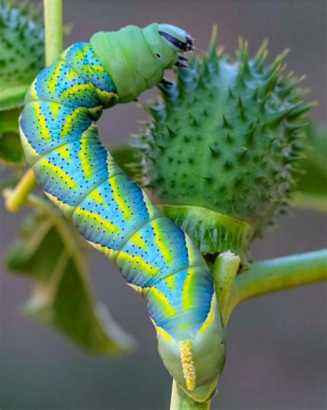 Fruit Piercing Moth Caterpillar Eudocima Phalonia Calpinae Erebidae