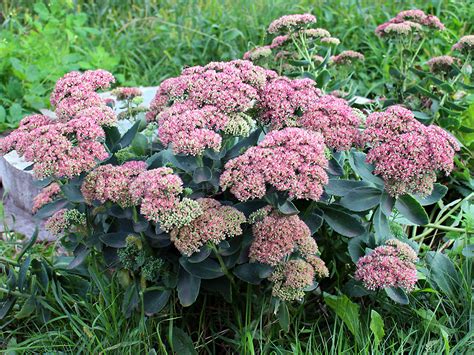 Многолетние цветы для дачи фото с названиями