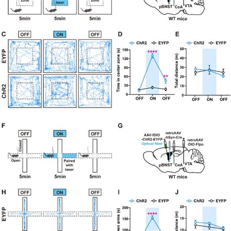Activation Of The Upstream Input Neurons Innervating Both The Cea And