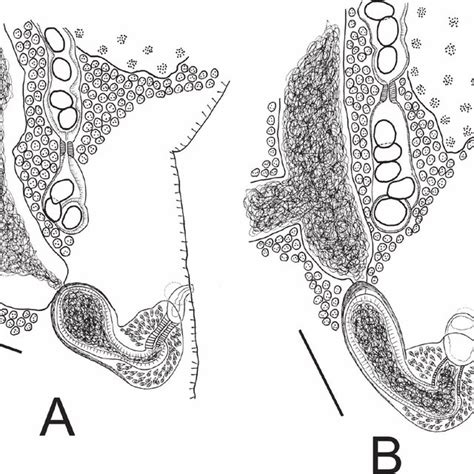 Terminal Genitalia Of Psettarium Wakasaense N Sp Holotype A And A Download Scientific