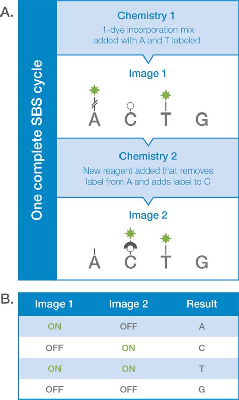 What Is Sequencing By Synthesis Principle Chemistry And Steps Genetic Education