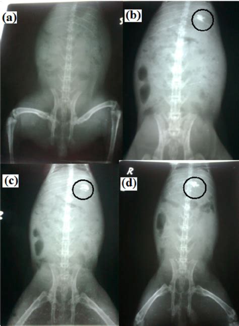 In Vivo X Ray Photographs Of Optimized Floating Capsules Containing Download Scientific Diagram