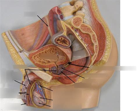 Reproduction Lab Structures Key Terms Definitions Flashcards Quizlet