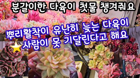 베란다 다육이 예뻐보여도 뿌리활착이 늦는 다육이가 있죠~아픈다육이 발견 큭 뽑아야지 ~🌸 규칙적인 관수 를 하며 기다려주는것도 필요해요~😂 Youtube