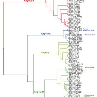 Phylogenetic Tree From Upgma Method Phylogenetic Tree Calculated Using Download Scientific
