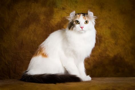 American Curl Cats Cute Cats