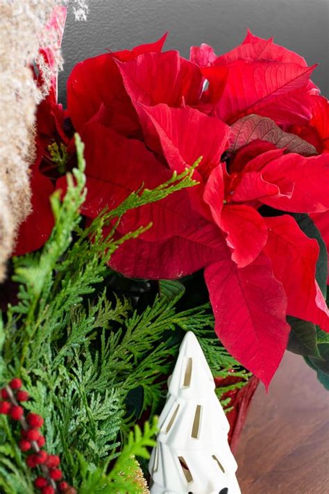 My Poinsettia Care Guide And Tips For Keeping Your Plants Healthy