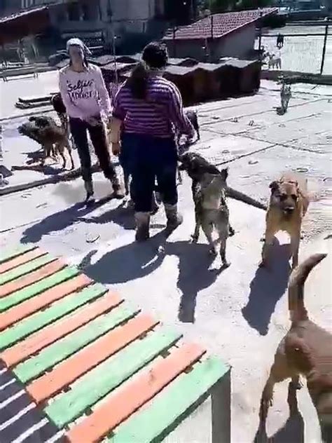 Доброволци към Общински приют за безстопанствени кучета Каменар Варна Home