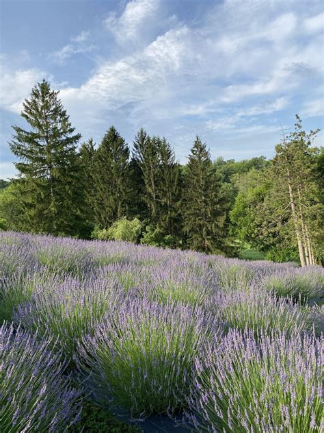 20 Best Lavender Farms To Visit Near You In Ohio Abundantly Blessed Farm
