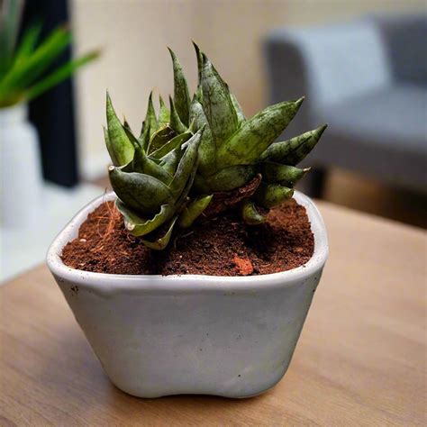 Sansevieria Mini Boncel Plant