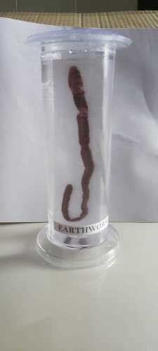 Earthworm Zoology Biology Specimen At Best Price In Ambala Cantt