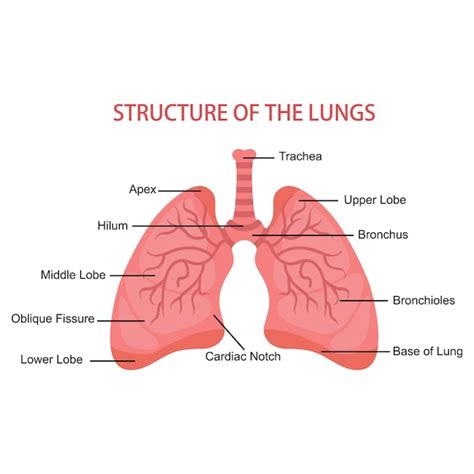 Human Lungs Anatomy Medical Vector Illustration Of The Human