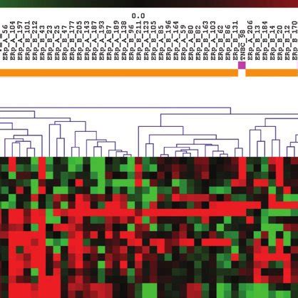 Hierarchical cluster of miRNAs differentially expressed between ER þ