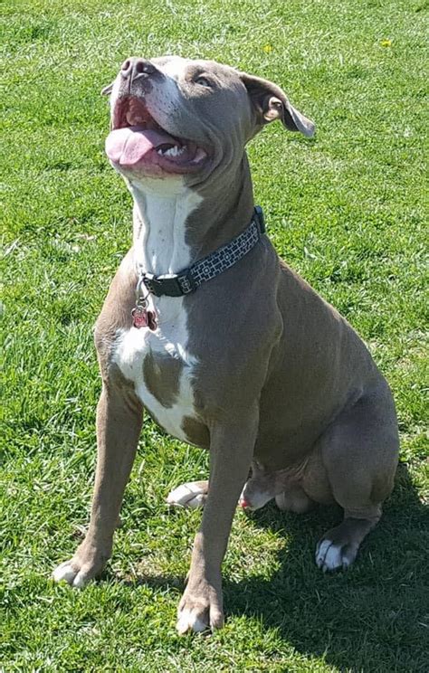 Findlay Ohio Pet Classifides