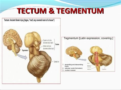 Tectum And Tementum Of The Midbrain Place Card Holders Medical Save