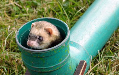 33 Cute Ferret Photos You Need To See Readers Digest