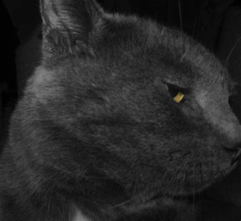 Whos A Pretty Kitty By Musical Wolfie On Deviantart