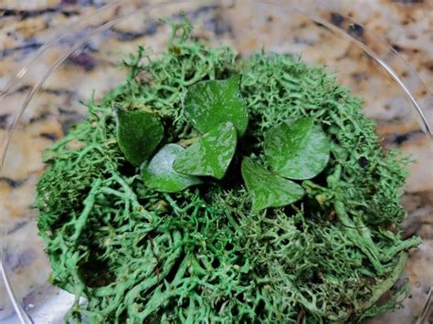 How To Propagate Hoya Curtisii Step By Step With Pictures