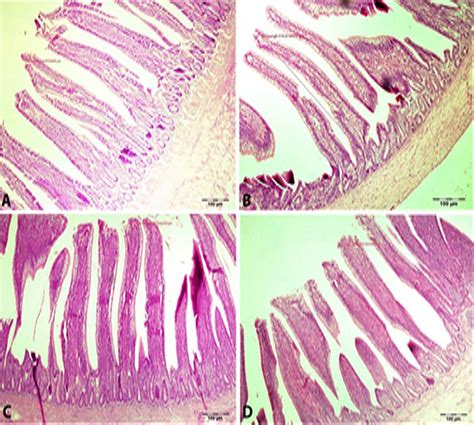 Control Group A Jejunum Tissues Structure Normal Histological Group Download Scientific