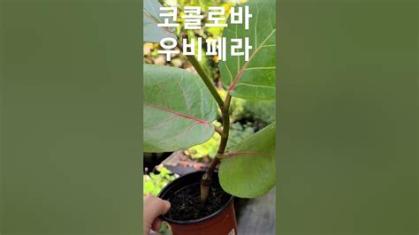 더그린가든센터 코콜로바 우비페라 Youtube