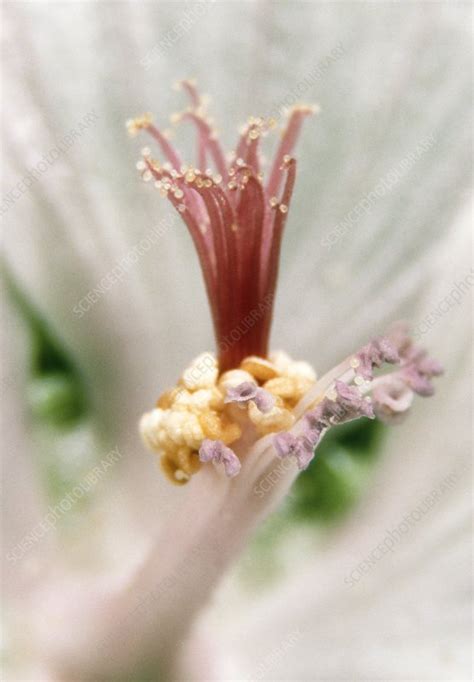 Sex Organs Of Musk Mallow Flower Stock Image B780 0022 Science Photo Library