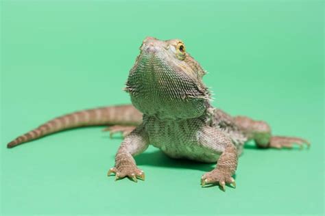 Do Bearded Dragons Pee Smartly Pet