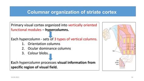 Lecture 62022 Special Senses Vision 6 Physiology Of Vision Visual