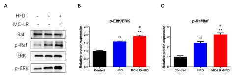 Toxins Free Full Text Subchronic Microcystin Lr Aggravates Colorectal Inflammatory Response