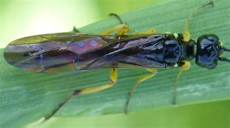 Wheat Stem Sawfly An Overview