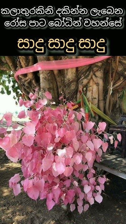 ඔබ දැක තිබේද රෝස පාට බෝධින් වහන්සේ 🙏 Youtube