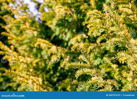 Evergreen European Yew Tree Foliage Close Up Taxus Baccata Tree Green Evergreen Tree Branches