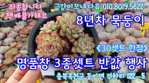 금강이모네다육에서 8년차 묵둥이 보여드려요 방문고객님 대상 창3종 셋트 반값 행사 딱 30셋트만 준비했어요 01080195622 Youtube