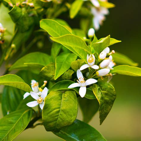 Owari Satsuma Mandarin Trees For Sale