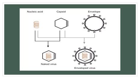 Viral Genomespptx