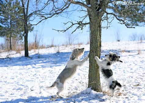 Teamwork For Catching Those Darn Squirrels My Gbgv Life