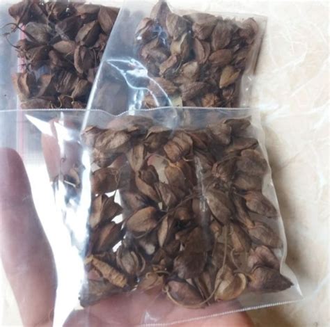 50 Biji Benih Biji Tanaman Rambat Air Mata Pengantin Bunga Pink Bunga Penghasil Nektar