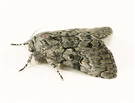 The Laugher Charadra Deridens Bugguide Net
