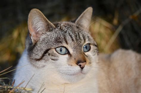 Cat Portrait Eyes Blue Free Photo On Pixabay Pixabay