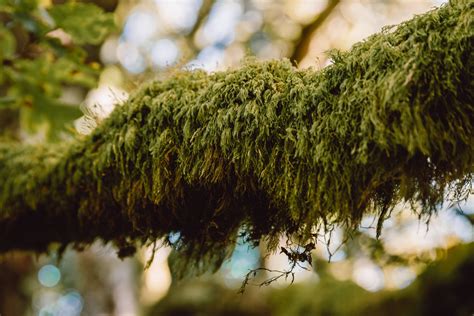 Rugged Dartmoor One Of Englands Last Wild Spaces — Finding Our Adventure