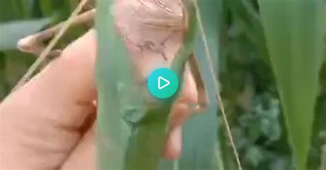 Clickety Clack Monkeyfighter Album On Imgur