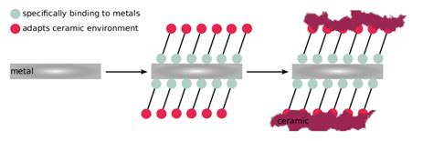 7 Schematic Representation Of The Surface Functionalisation A Metal
